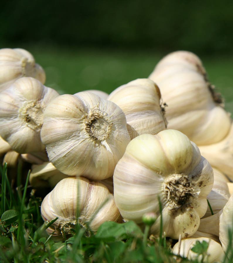 Bunch of garlic stock photo. Image of herb, bulbs, bulb - 4139464