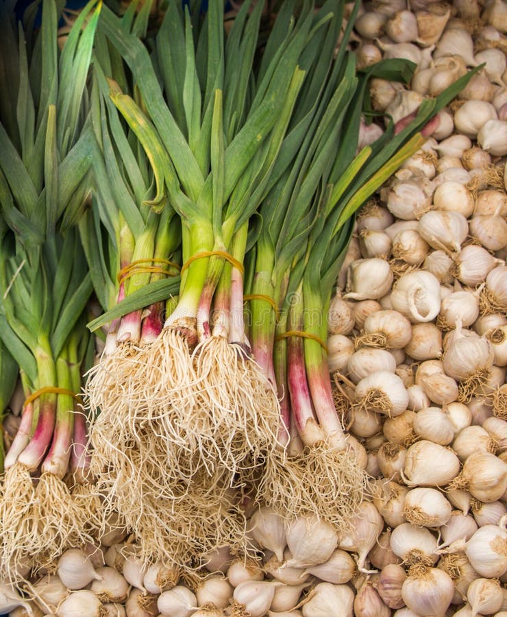 Bunch of Garlic Bulbs at the Bazaar Stock Photo - Image of isolated ...