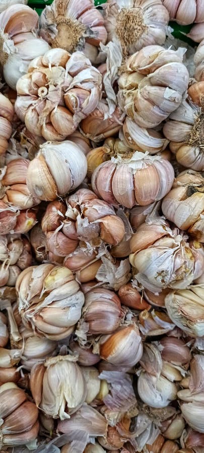 A Bunch of Garlic for Cooking Ingredients Stock Photo - Image of ...