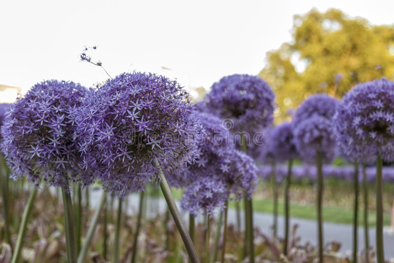 The Garlic Flower stock photo. Image of flora, lilac - 106093878