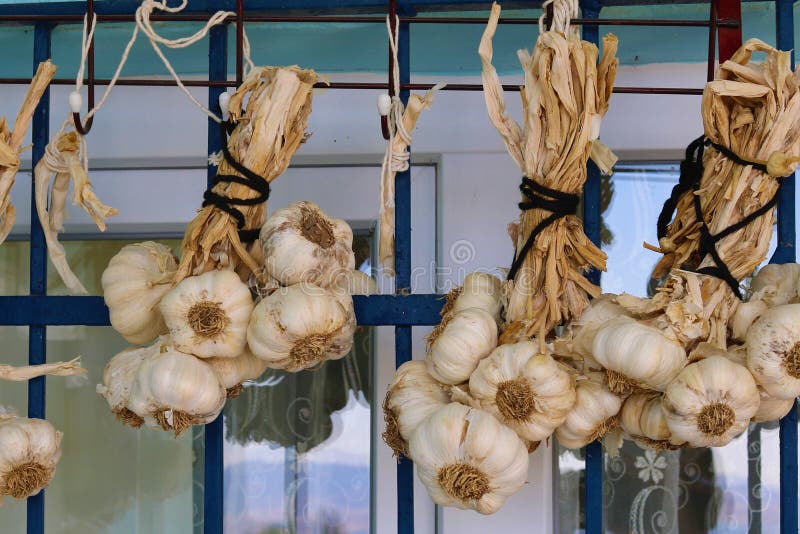 Bunch of Garlic Hanging in Front of Window. Stock Image - Image of ...