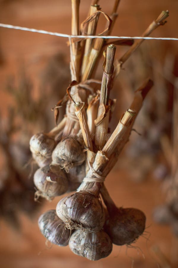 Garlic Ropes Stock Photos - Free & Royalty-Free Stock Photos from ...