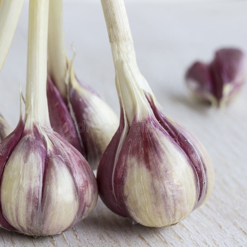 A Bunch of Garlic on a White Background Close-up Stock Photo - Image of ...
