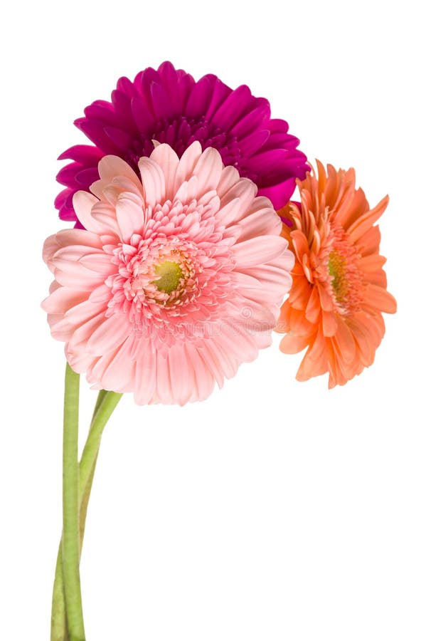 Bunch of gerbera stock image. Image of gift, beauty, flower - 16241311
