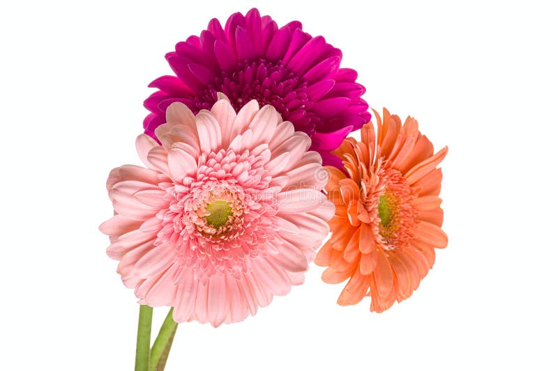 Bunch of gerbera stock image. Image of gift, beauty, flower - 16241311