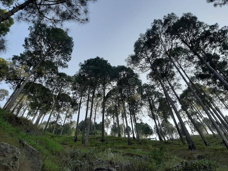 Bunch of Giant Pine Trees Gossiping Stock Photo - Image of pine, giant ...