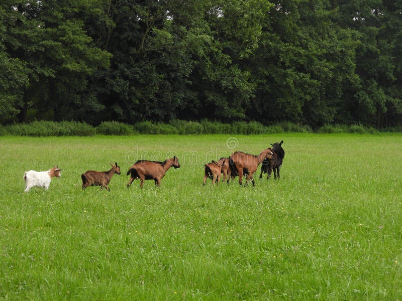 Bunch of Goats on Summer Pasture Stock Image - Image of goats, aegagrus ...