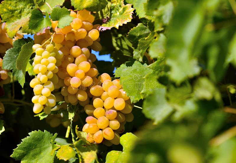 Bunch of Golden Grapes on Grapevine Right before Harvest Stock Photo ...