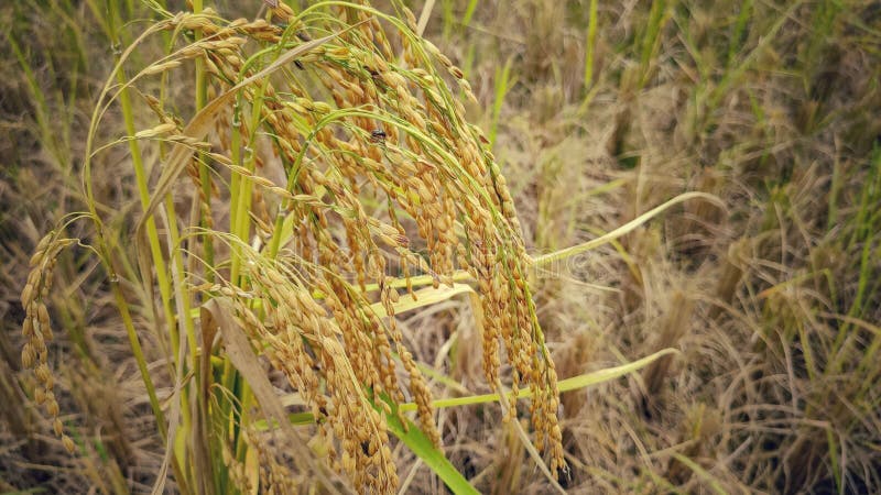Bunch of Golden Paddy Crop Background Stock Image - Image of natural ...