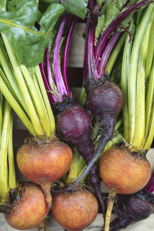 A Bunch of Golden and Purple Beets Laying on a Crate Stock Photo ...