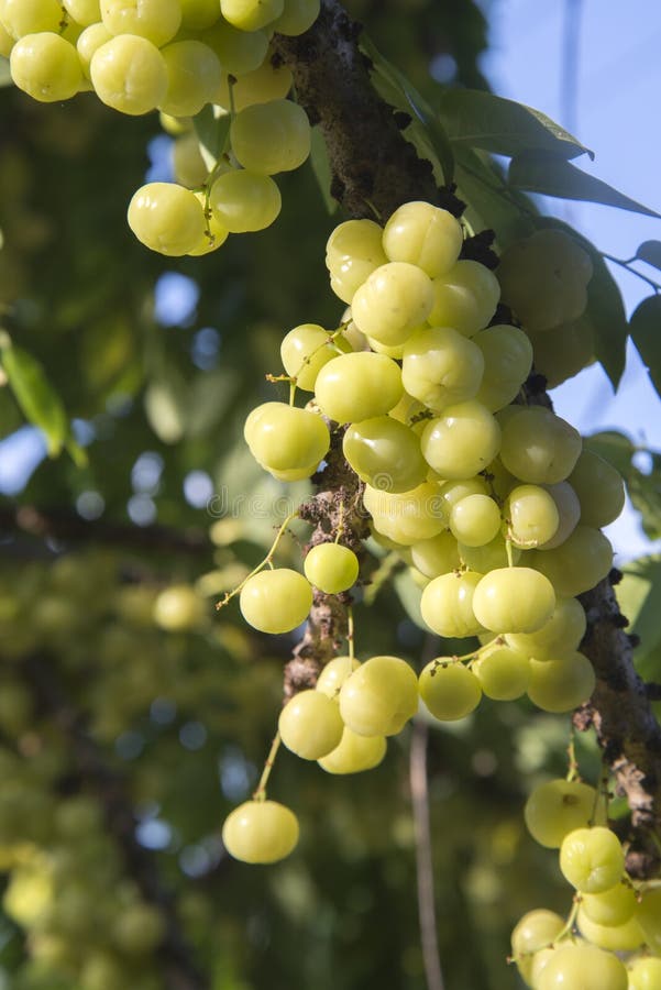 Bunch Gooseberry.Phyllanthus Acidus, Native Gooseberry Stock Photo ...