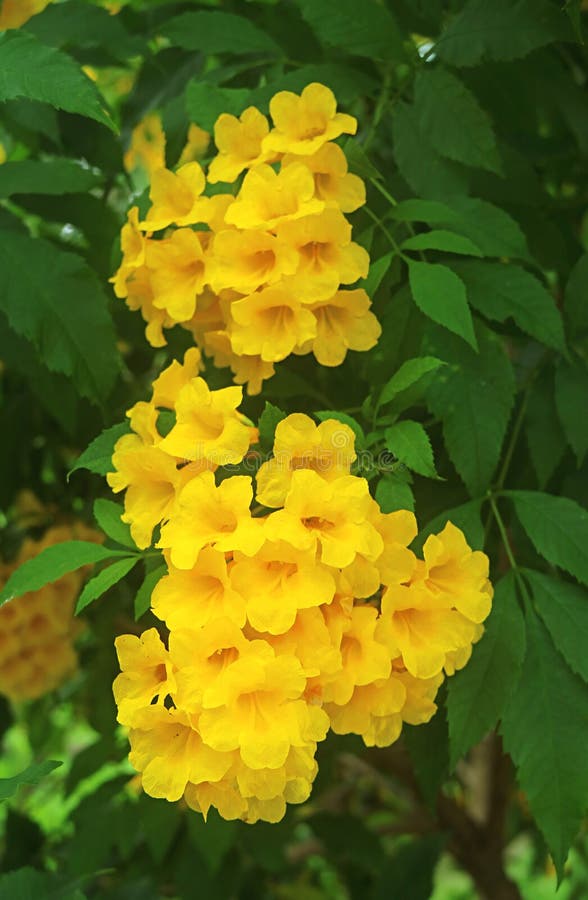 Bunch of Gorgeous Full Bloom Yellow Bell Flower on the Tree Stock Photo ...