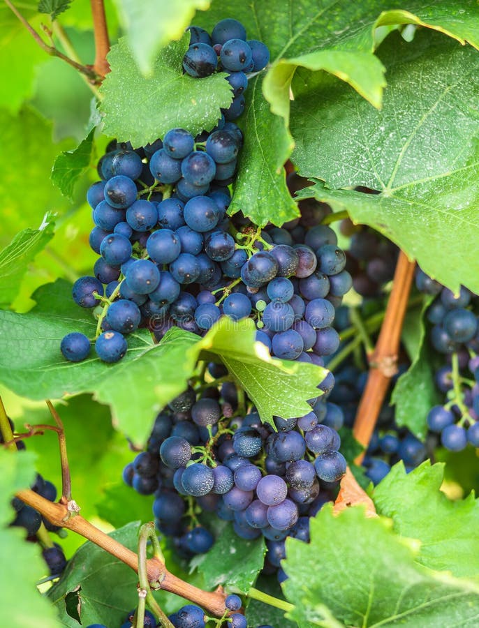 Grape on Branch in Vineyard Stock Image - Image of fall, growing: 124890717