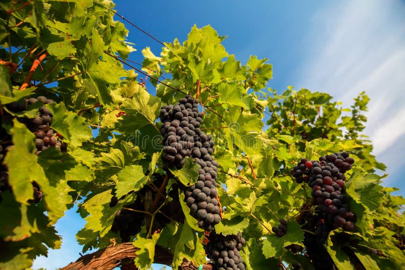Grape on Branch in Vineyard Stock Photo - Image of autumn, bunch: 159227052