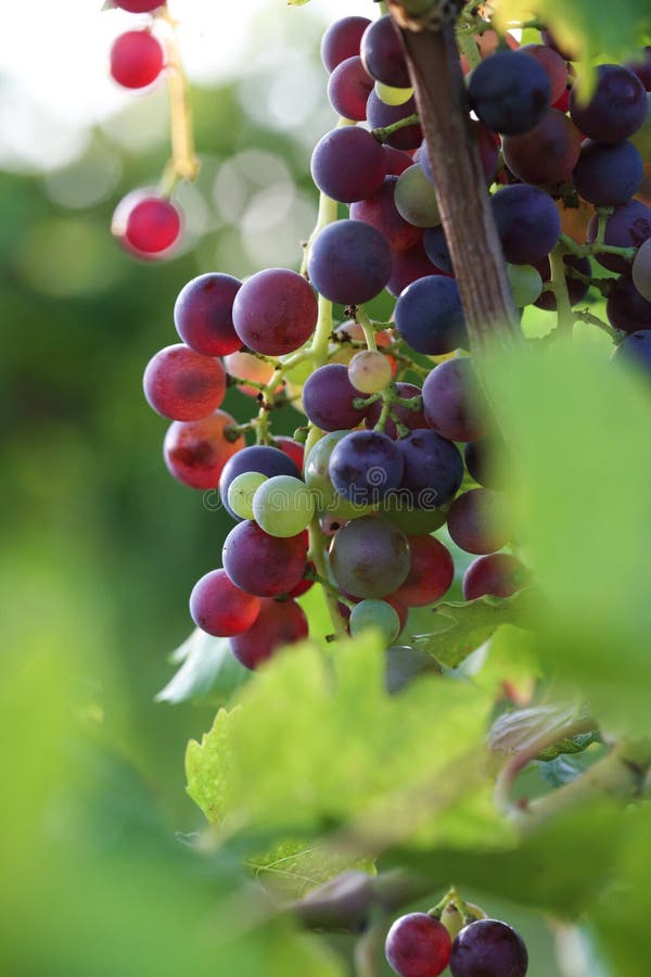 Bunch of Grape on Branch in Vineyard Stock Photo - Image of grapes ...