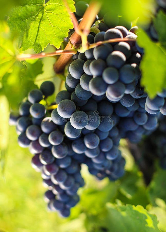 Bunch of Grape on Branch in Vineyard Stock Photo - Image of leaf ...