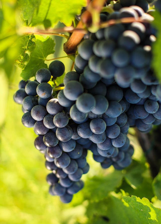 Bunch of Grape on Branch in Vineyard Stock Photo - Image of growing ...