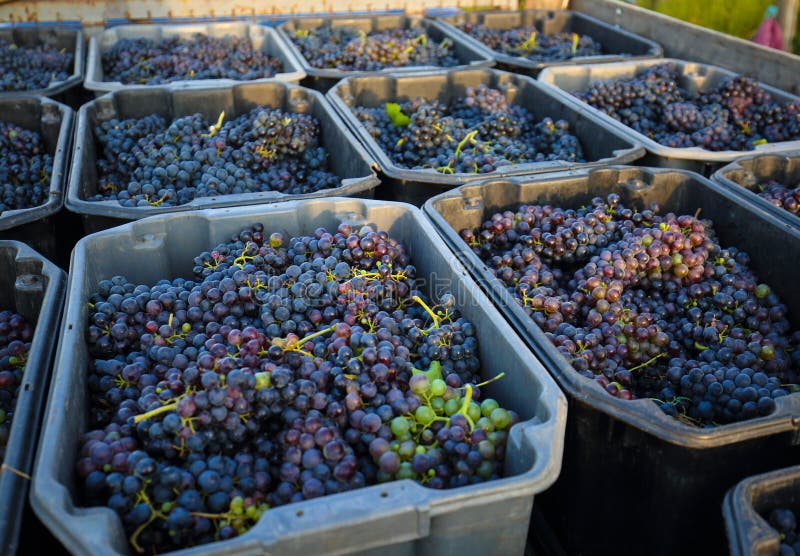 Bunch of Grape in Crate in Vineyard Stock Photo - Image of nature ...