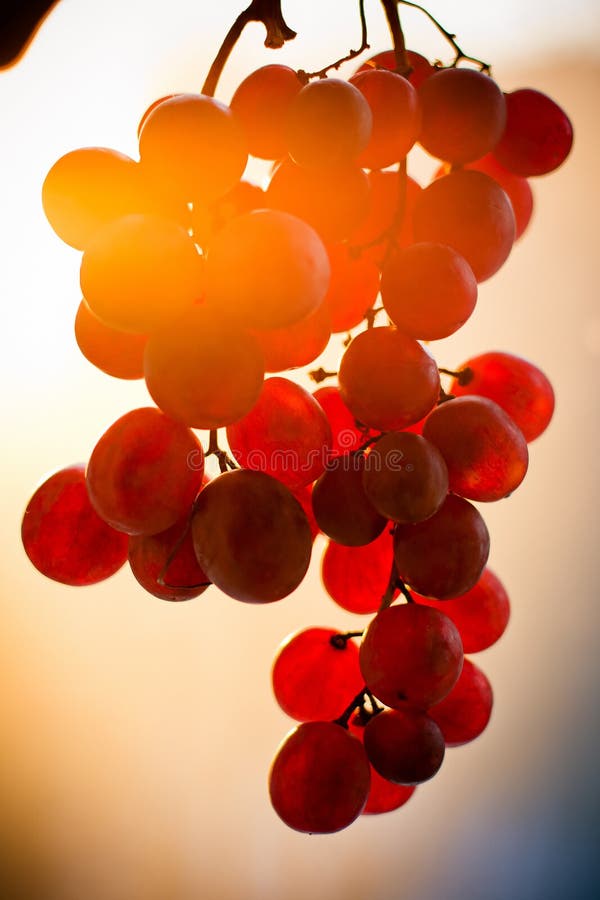 Bunch of Grape Fruit at Sunset Stock Image - Image of harvest ...