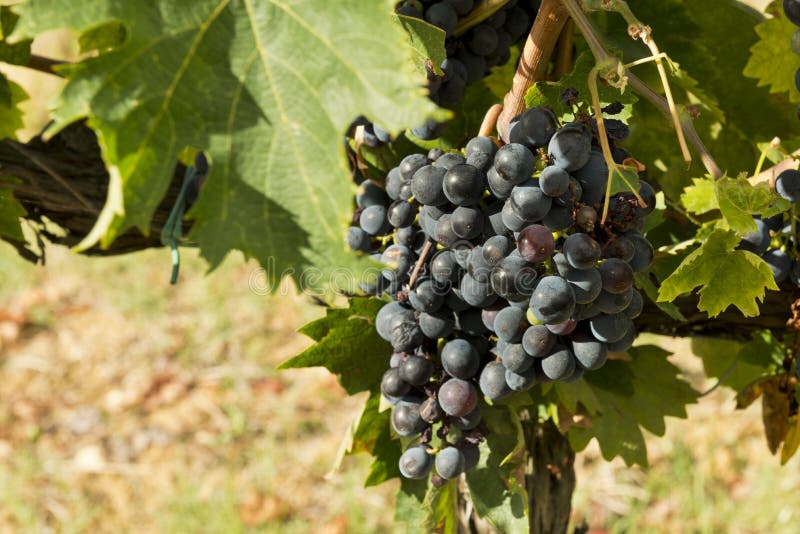 Bunch of Grape on the Grapevine Stock Photo - Image of rural, cluster ...