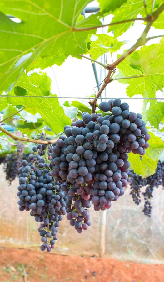 Bunch of grape stock photo. Image of plant, bunch, pick - 47156496