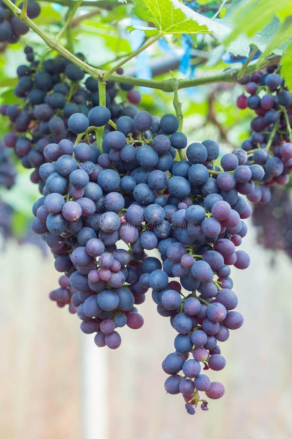 Bunch of grape stock photo. Image of vineyard, show, cluster - 47156616
