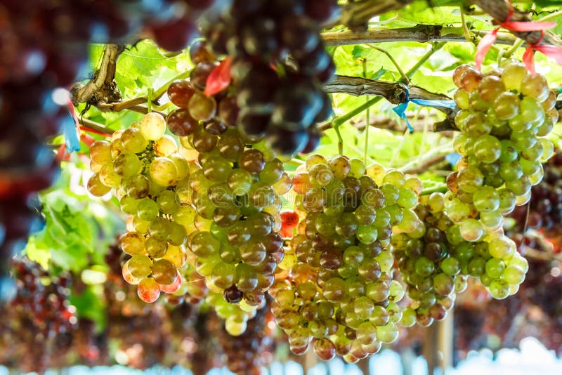 Bunch of grape on tree. stock image. Image of winery - 64693515