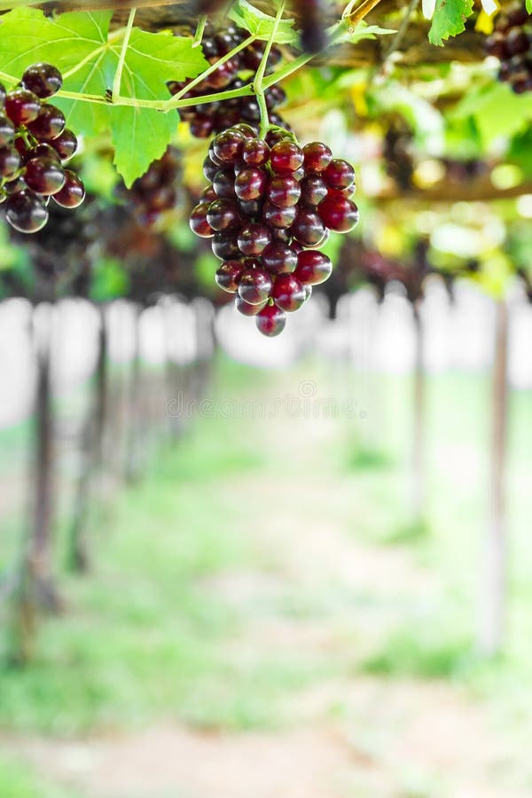 Grape on grape vine. stock image. Image of viticulture - 101104605