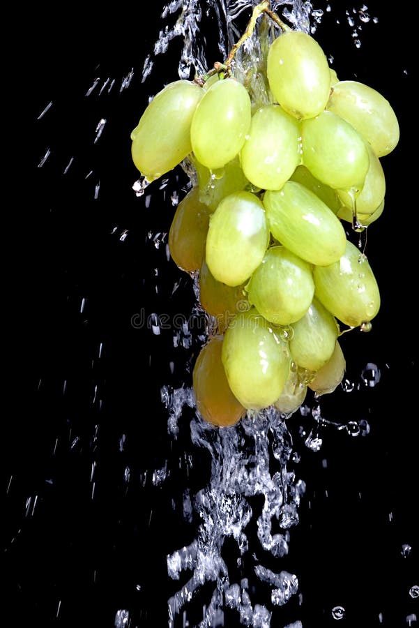 Bunch of grape with water stock photo. Image of fruit - 7834162