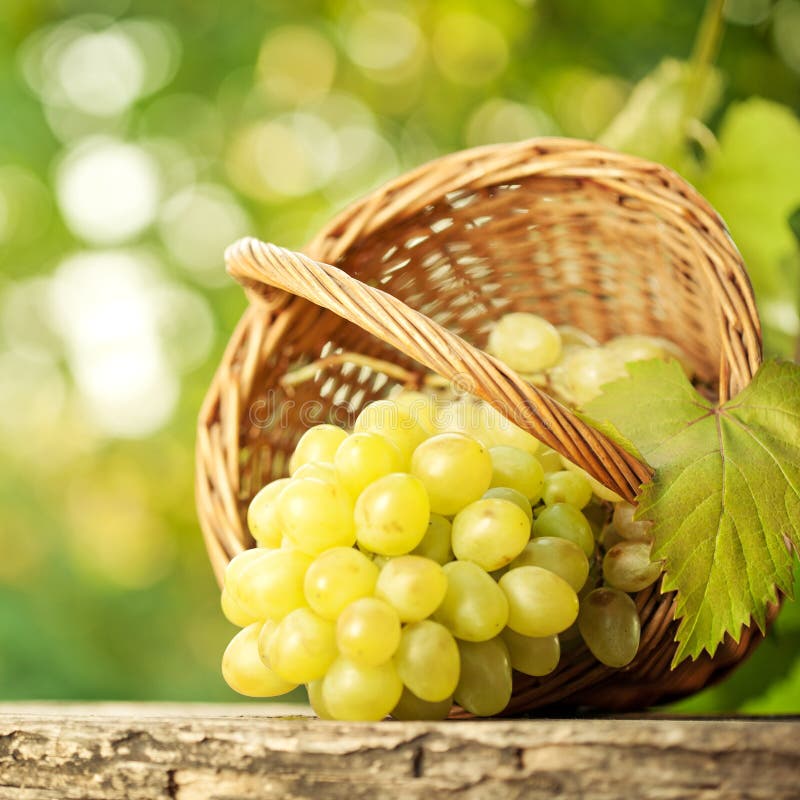 Grape stock photo. Image of border, grape, grapevine - 15712544