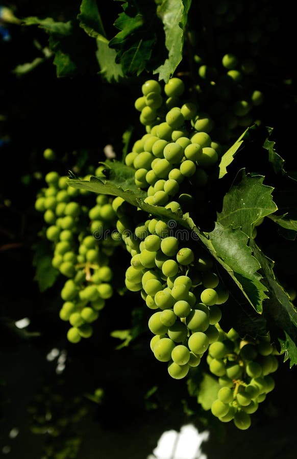 Green beautiful grapes stock image. Image of grapefruit - 103406593