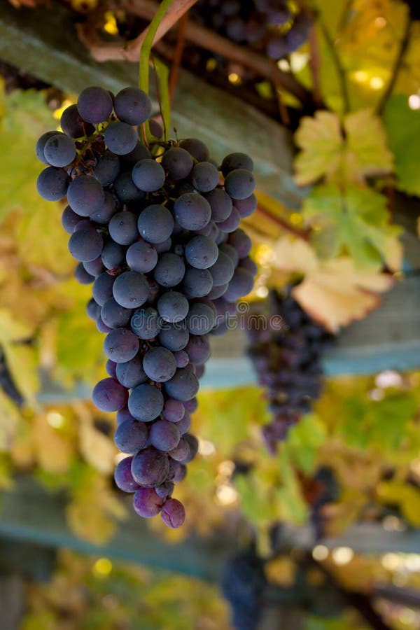 Bunch of grapes stock image. Image of grapevine, bunch - 25985209
