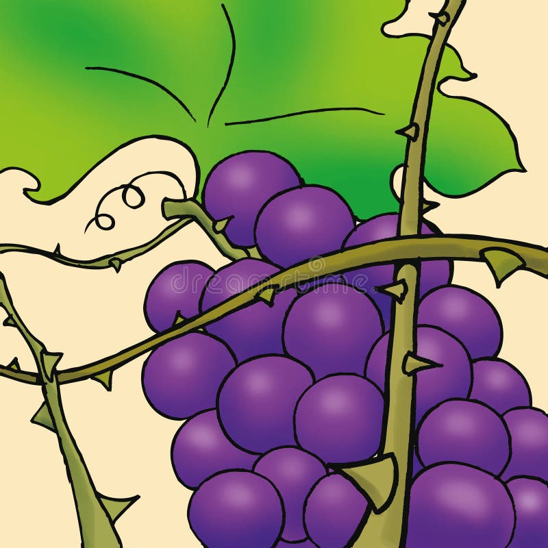 Bunch of grapes stock illustration. Illustration of color - 11235588