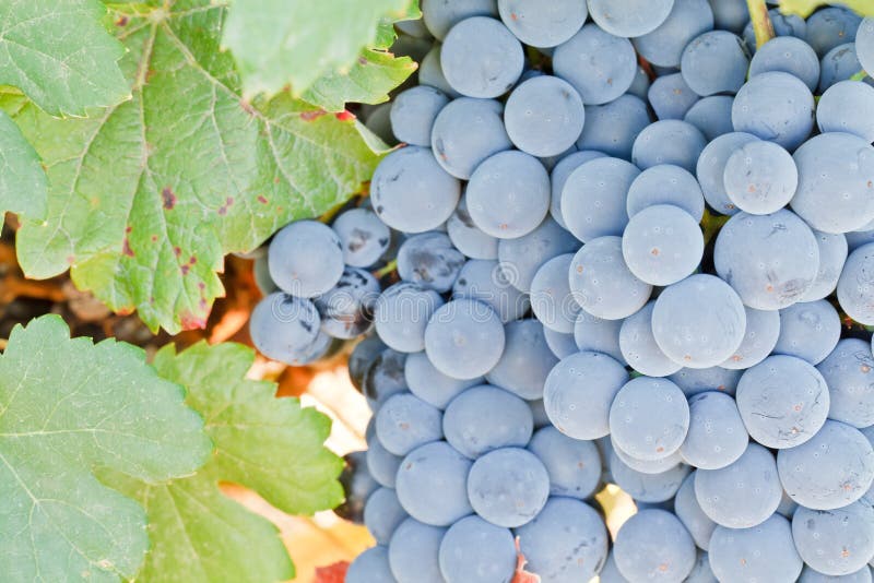 Bunch of Grapes stock photo. Image of grape, agriculture - 27052826