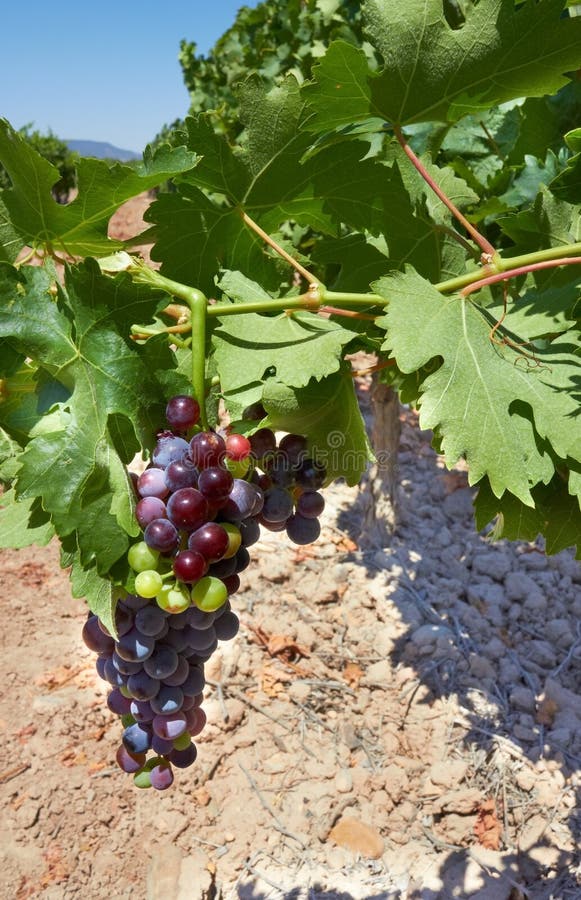 Bunch of grapes stock photo. Image of bunche, agriculture - 27962714