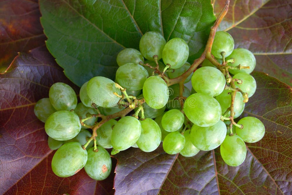 Bunch of grapes stock image. Image of grape, grapes, white - 7052301