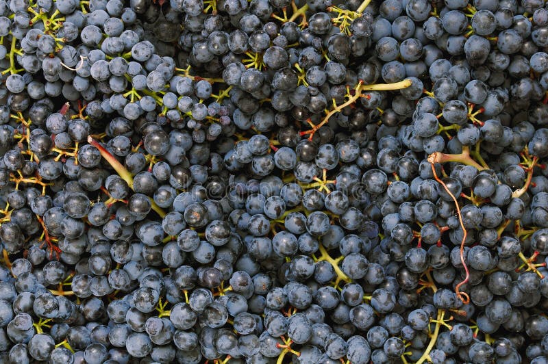Bunch of Grapes for Backgrounds or Textures Stock Photo - Image of ...