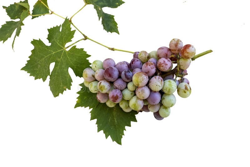 Bunch of grapes stock photo. Image of grapevine, juicy - 252535140