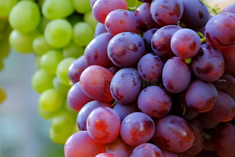 Bunch of grapes stock image. Image of organic, fruits - 77368041