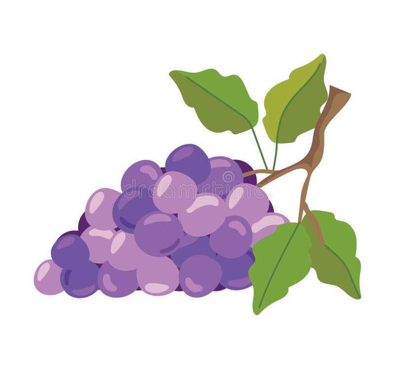 Bunch grapes fruit stock vector. Illustration of fresh - 349770528