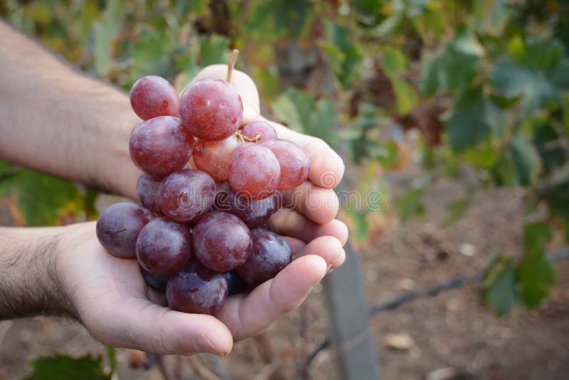 Bunch of grapes in hand stock image. Image of vine, fresh - 98434591