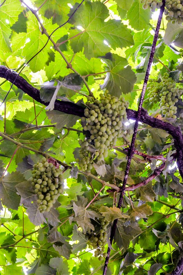 A Bunch of Grapes Hanging from a Tree Stock Photo - Image of grapes ...