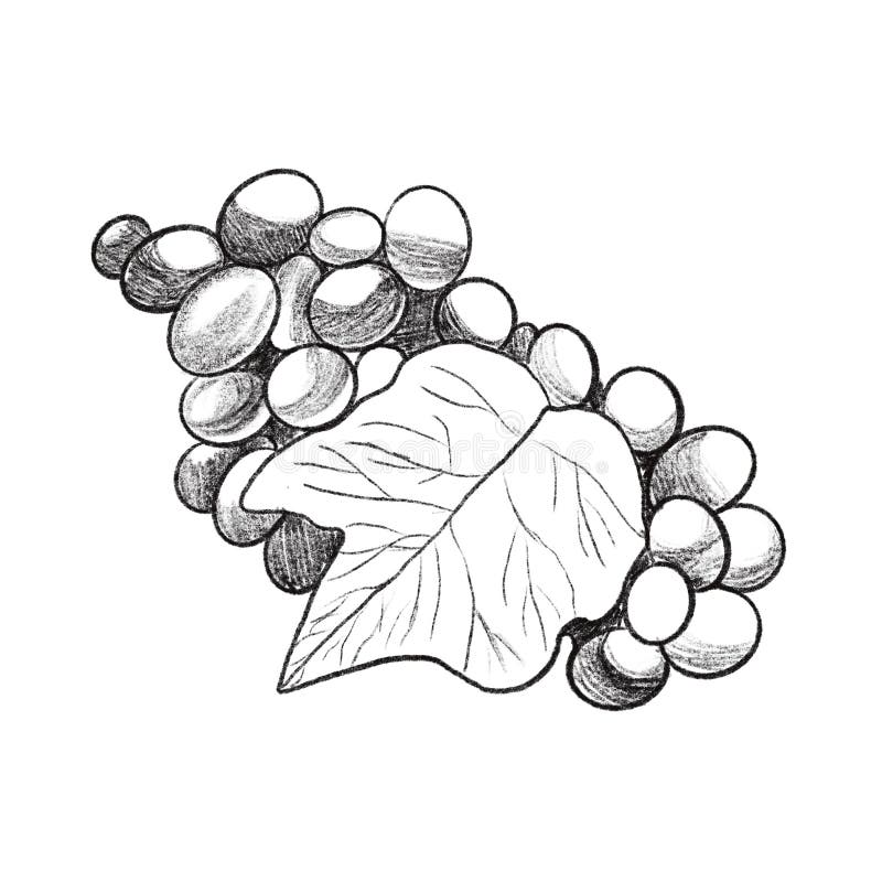 Grapes Pencil Drawing