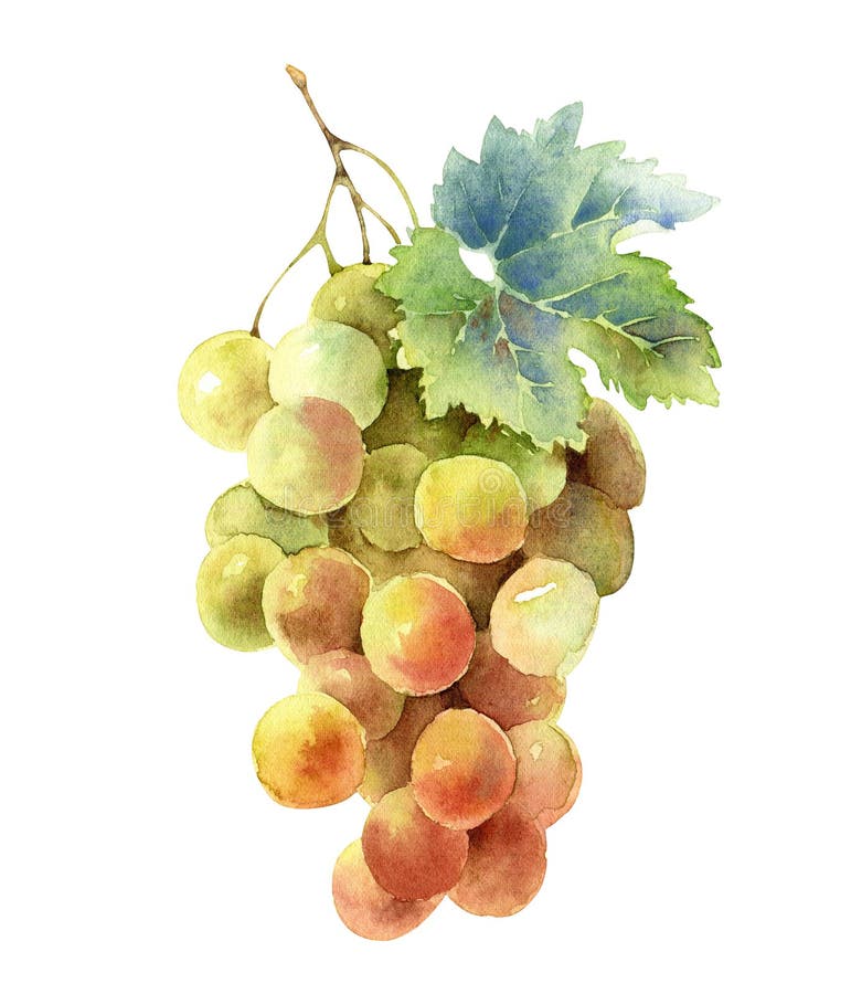 Bunch of Grapes Isolated on White Background Stock Illustration ...