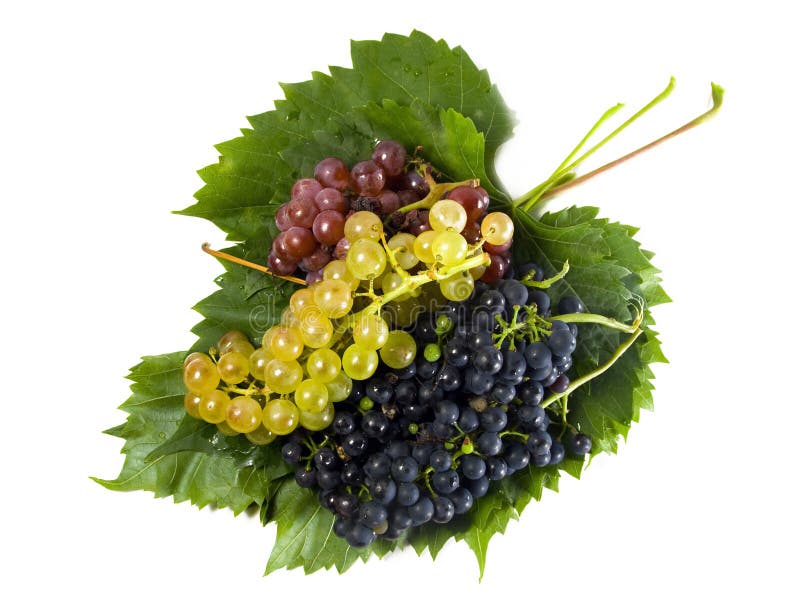 Bunch of grapes on leaves stock image. Image of nature - 6560349