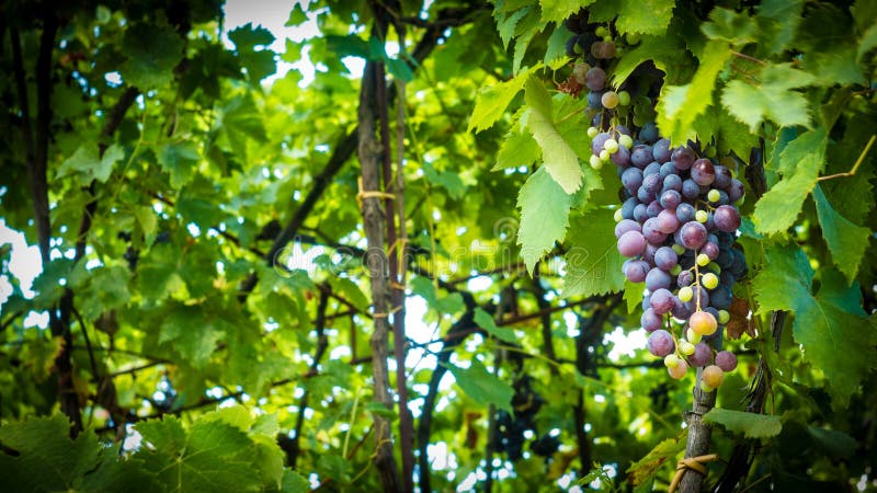 Bunch of grapes in leaves stock image. Image of harvest - 88932431