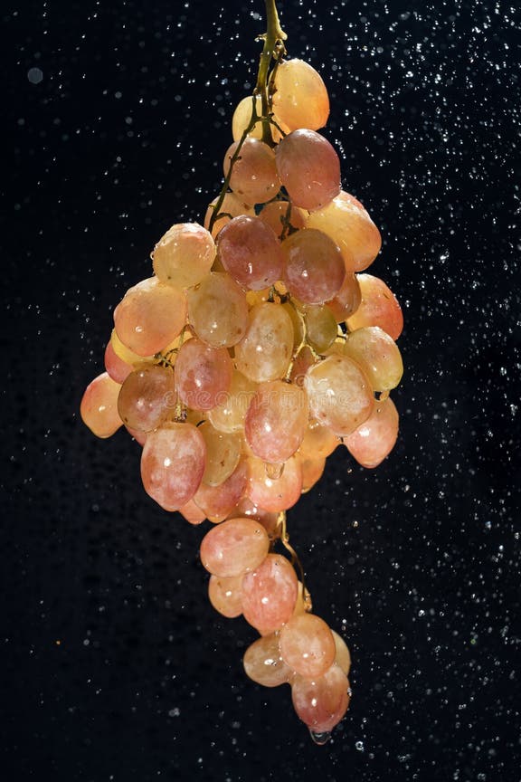 A Bunch of Grapes in the Rain on a Black Background Stock Photo - Image ...