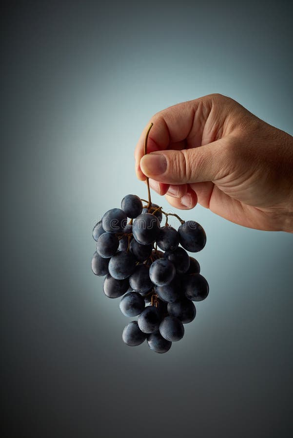 Bunch of grapes stock photo. Image of fruit, harvest - 164417966