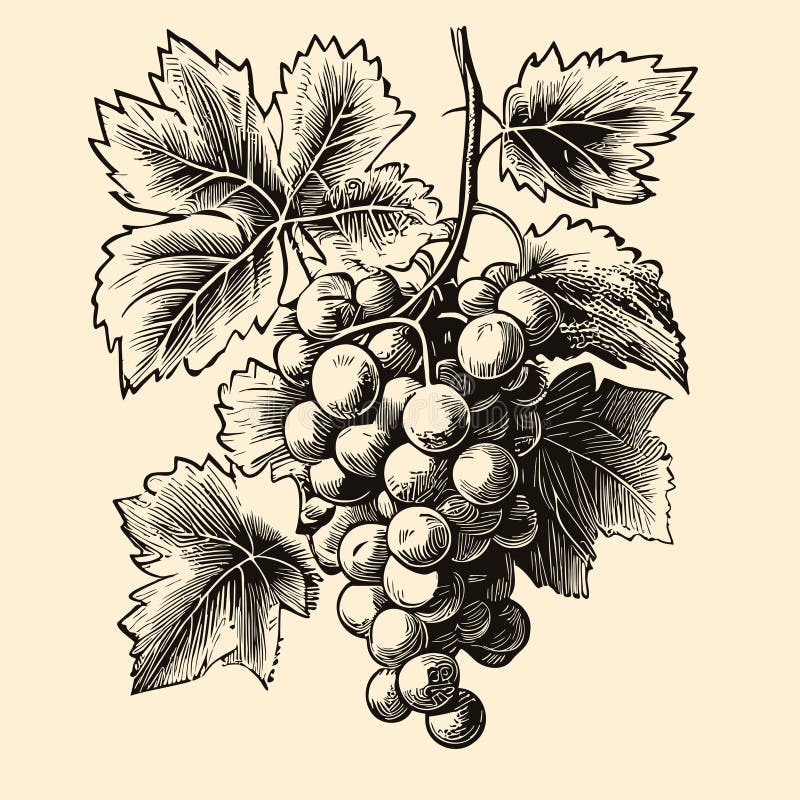 Bunch of Grapes Retro Sketch Hand Drawn in Doodle Style Vector ...