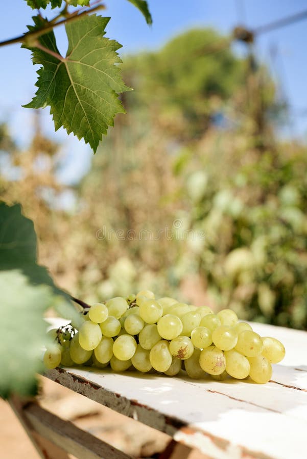 Bunch of Grapes on a Rustic Table Outdoors Stock Image - Image of rural ...